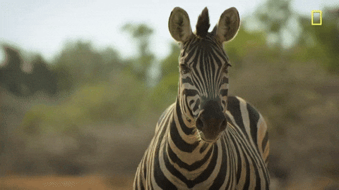 Nat Geo Zebra GIF by National Geographic Channel - Find & Share on GIPHY
