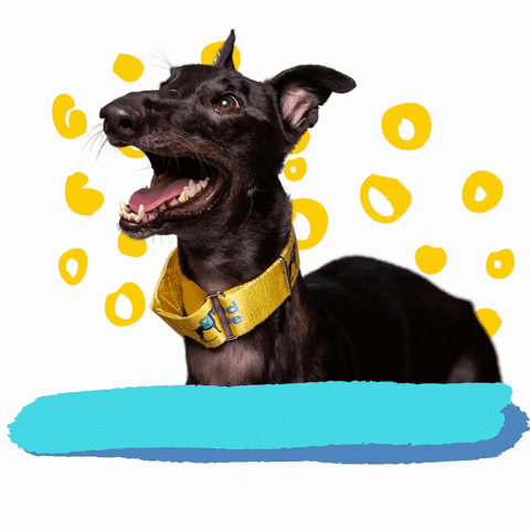 Excited Dog GIF by Greyhound Rescue - Find & Share on GIPHY