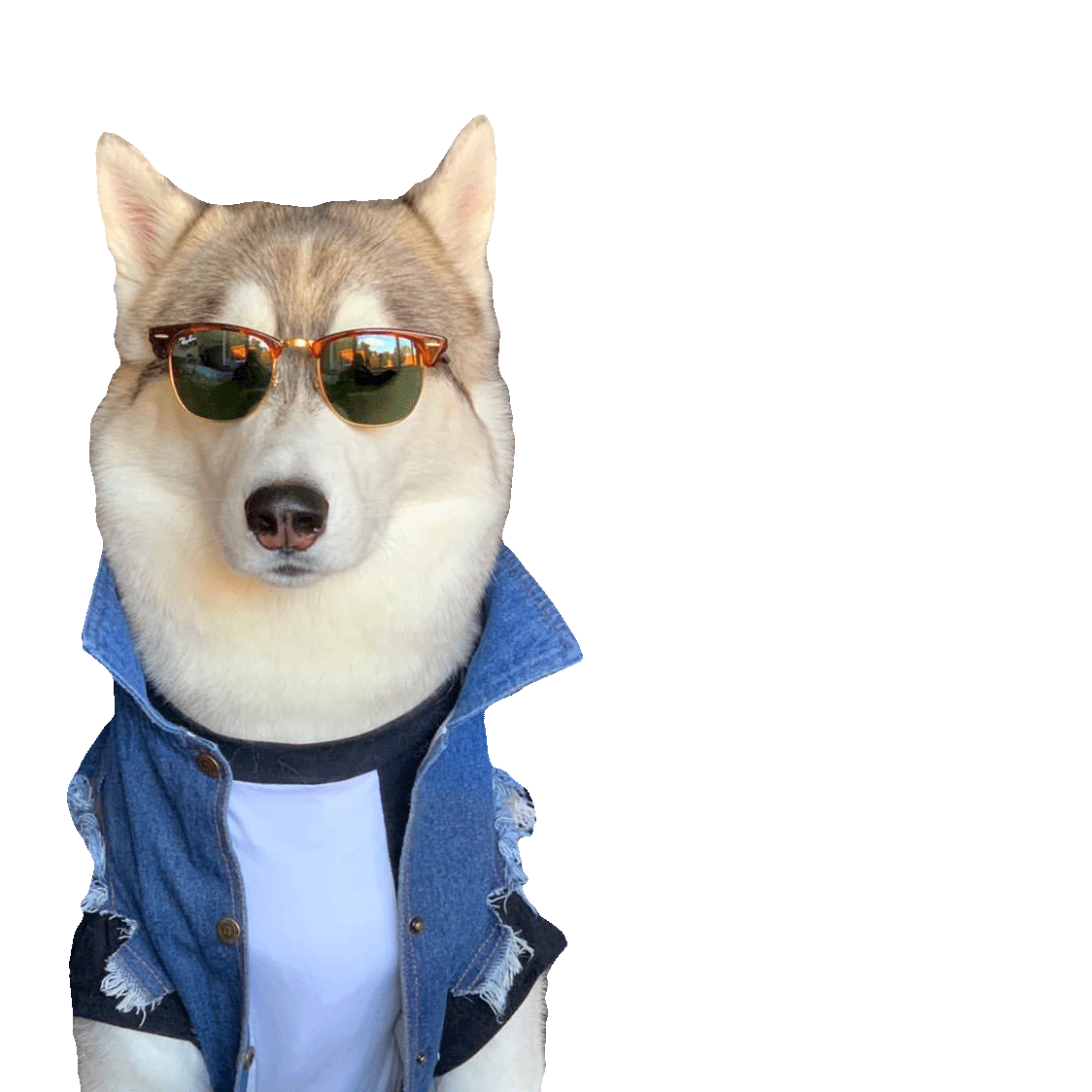 Dog Tot Sticker for iOS & Android | GIPHY