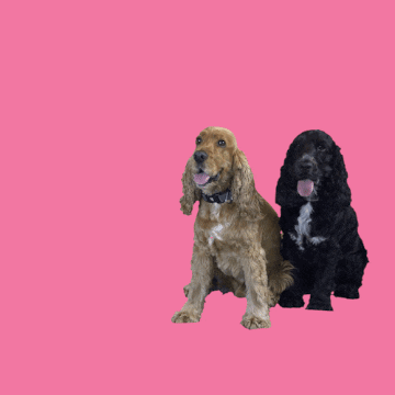 Boxer Puppy GIFs - Get the best GIF on GIPHY