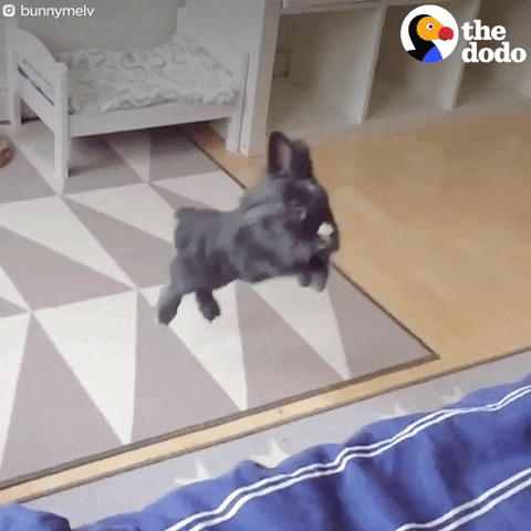 Bunny Rabbit GIF by The Dodo - Find & Share on GIPHY