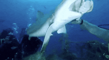 Hungry Food GIF by Shark Week - Find & Share on GIPHY
