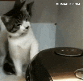 Animated Cat Head GIFs - Find & Share on GIPHY