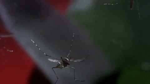Mosquito GIF by Discovery - Find & Share on GIPHY
