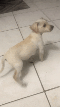 Hyper Animal Gif