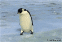 Penguin Fall Gif