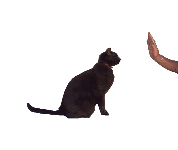 Cat High Five Animated Gif