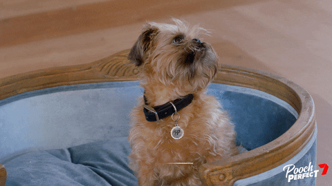 Russellthebrussel GIFs - Get the best GIF on GIPHY