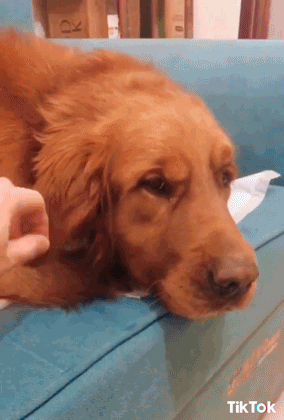 Cane GIF by TikTok Italia - Find & Share on GIPHY