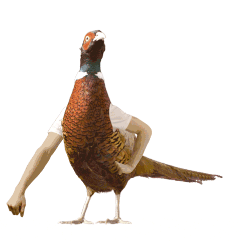Pheasant GIFs - Get the best GIF on GIPHY