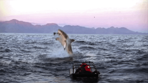 Shark Boat GIFs - Get the best GIF on GIPHY