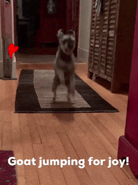 Happy Person Jumping Gif