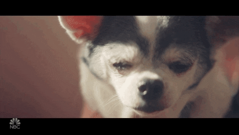 dog, snl, saturday night live, chihuahua, season 45 – GIF