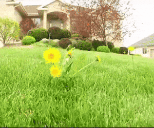 Weed Dandelion GIF by New Economy Coalition - Find & Share on GIPHY