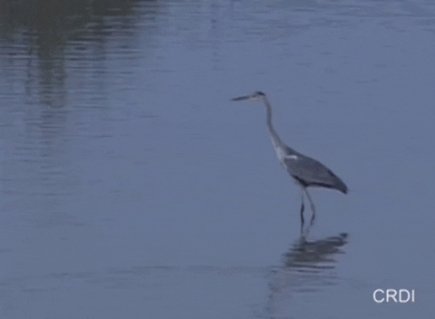 Little Blue Heron GIFs - Get the best GIF on GIPHY