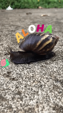 Aloha-snail GIFs - Get the best GIF on GIPHY