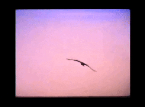 Flying Seagull GIFs - Get the best GIF on GIPHY