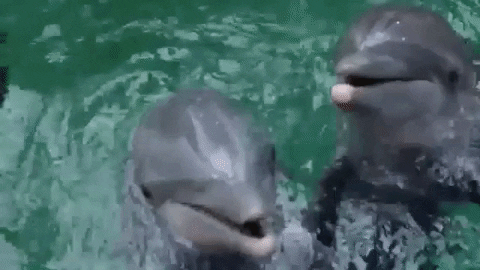 Dolphin Laughing Gif