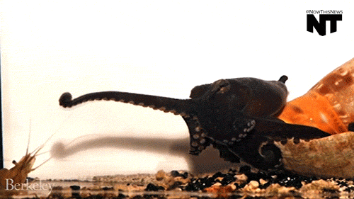 Pacific Ocean News GIF by NowThis - Find & Share on GIPHY