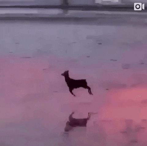 Optimist GIFs on GIPHY - Be Animated