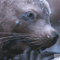 Sea Lion Animated Gif