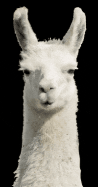Alpaca Reaction Gifs