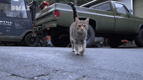 Cat Steel Buddies GIF - Find & Share on GIPHY