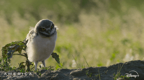 Baby Owl Gif
