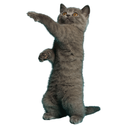 Dance Cat Sticker by NEVITALY for iOS & Android | GIPHY