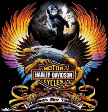 The Motorcycle Boy GIFs - Get the best GIF on GIPHY