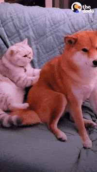 Funny Dogs And Cats Gifs