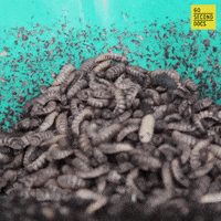 Maggots In Foot Gif