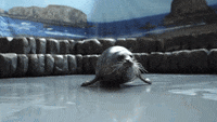 Seal Spinning Gif