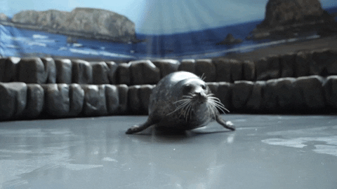 Harbor Seal GIF by Georgia Aquarium - Find & Share on GIPHY
