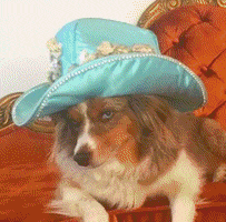 Dog With Hat GIFs - Find & Share on GIPHY