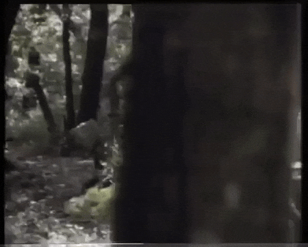 Battle For Endor Wicket GIF by mdleone - Find & Share on GIPHY