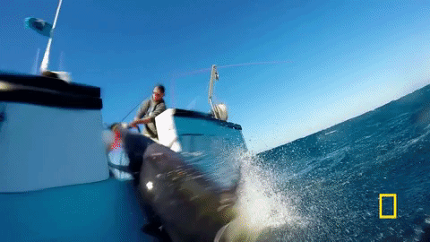 Wicked Tuna GIF by National Geographic Channel - Find & Share on GIPHY