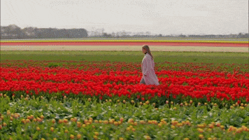 In Field Of Flowers GIFs - Find & Share on GIPHY