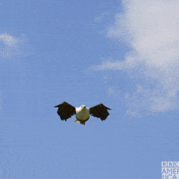 Bird Attack Gif