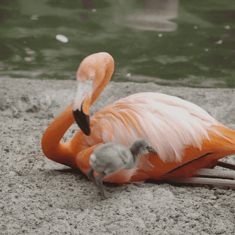 Pink Family GIF by San Diego Zoo - Find & Share on GIPHY