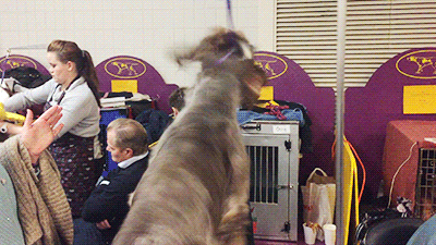 Dog GIF by Westminster Kennel Club - Find & Share on GIPHY