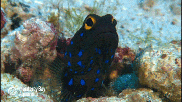 The GIF Thread | Reef2Reef