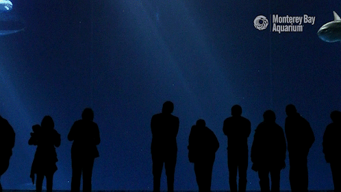 Mola Mola GIF by Monterey Bay Aquarium - Find & Share on GIPHY