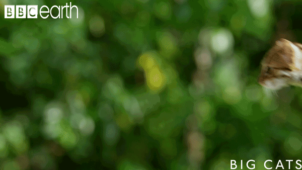 Big Cats Cat GIF by BBC Earth - Find & Share on GIPHY