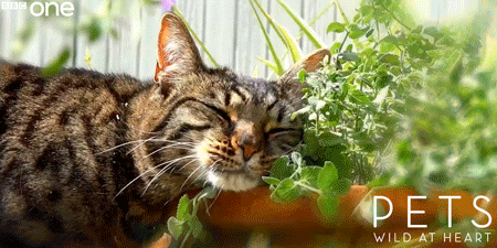 Nuzzling Bbc One GIF by BBC - Find & Share on GIPHY