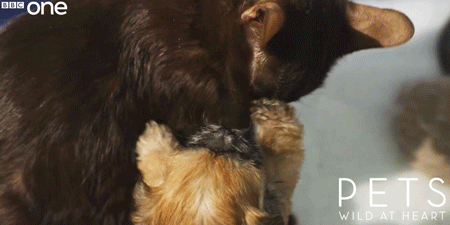 Bbc One Puppy GIF by BBC - Find & Share on GIPHY