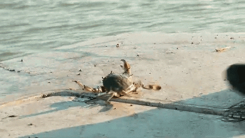 Crabby GIFs - Get the best GIF on GIPHY