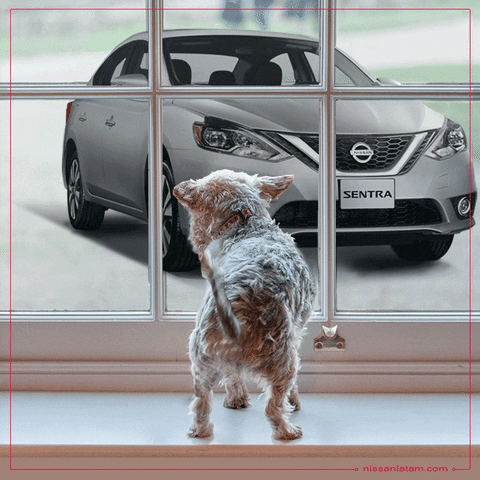 Sentra Nismo GIFs - Find & Share on GIPHY