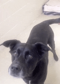 Animated Gif Dog Wagging Tail