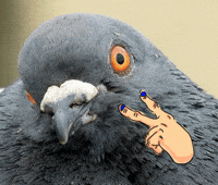 Bird Attack Gif